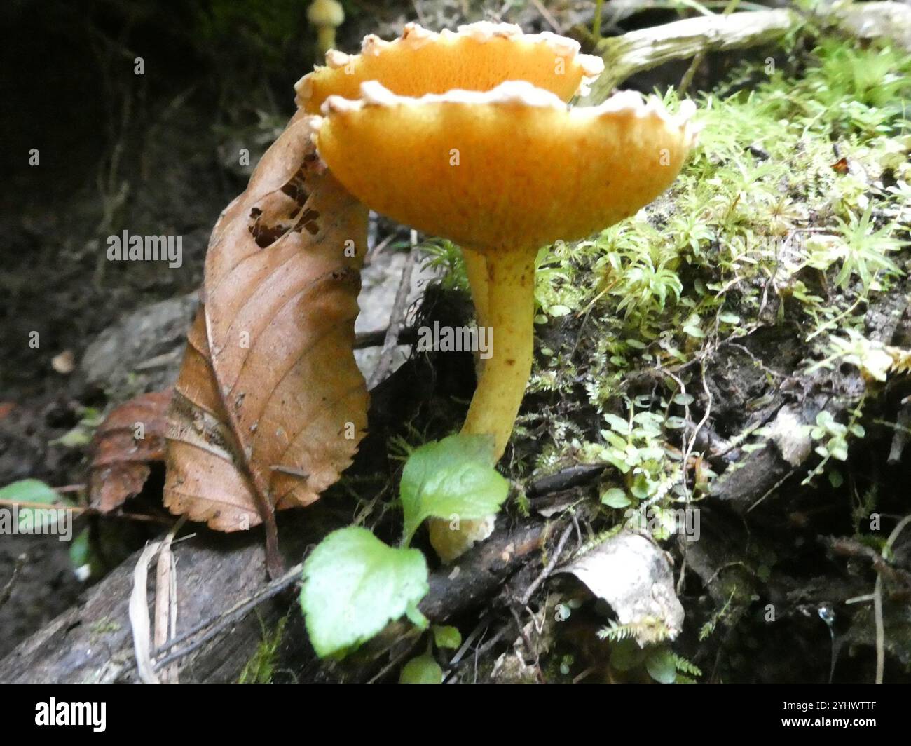 Chicken Fat Mushroom (Suillus americanus Stock Photo - Alamy
