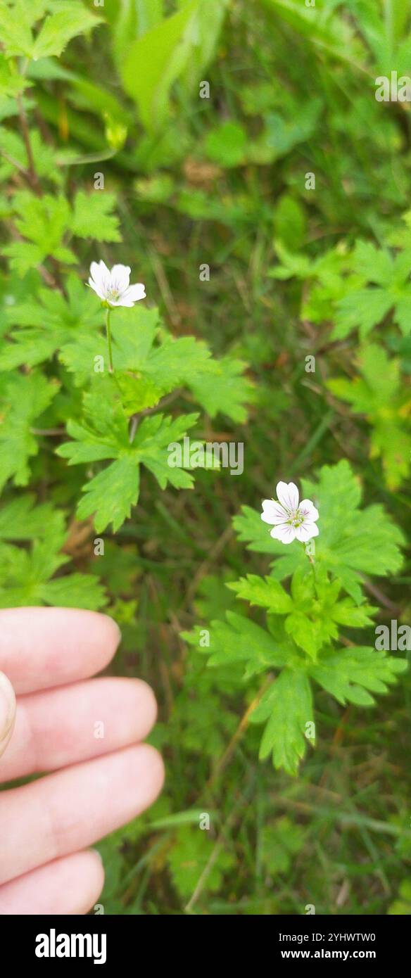 Siberian Crane's-bill (Geranium sibiricum Stock Photo - Alamy