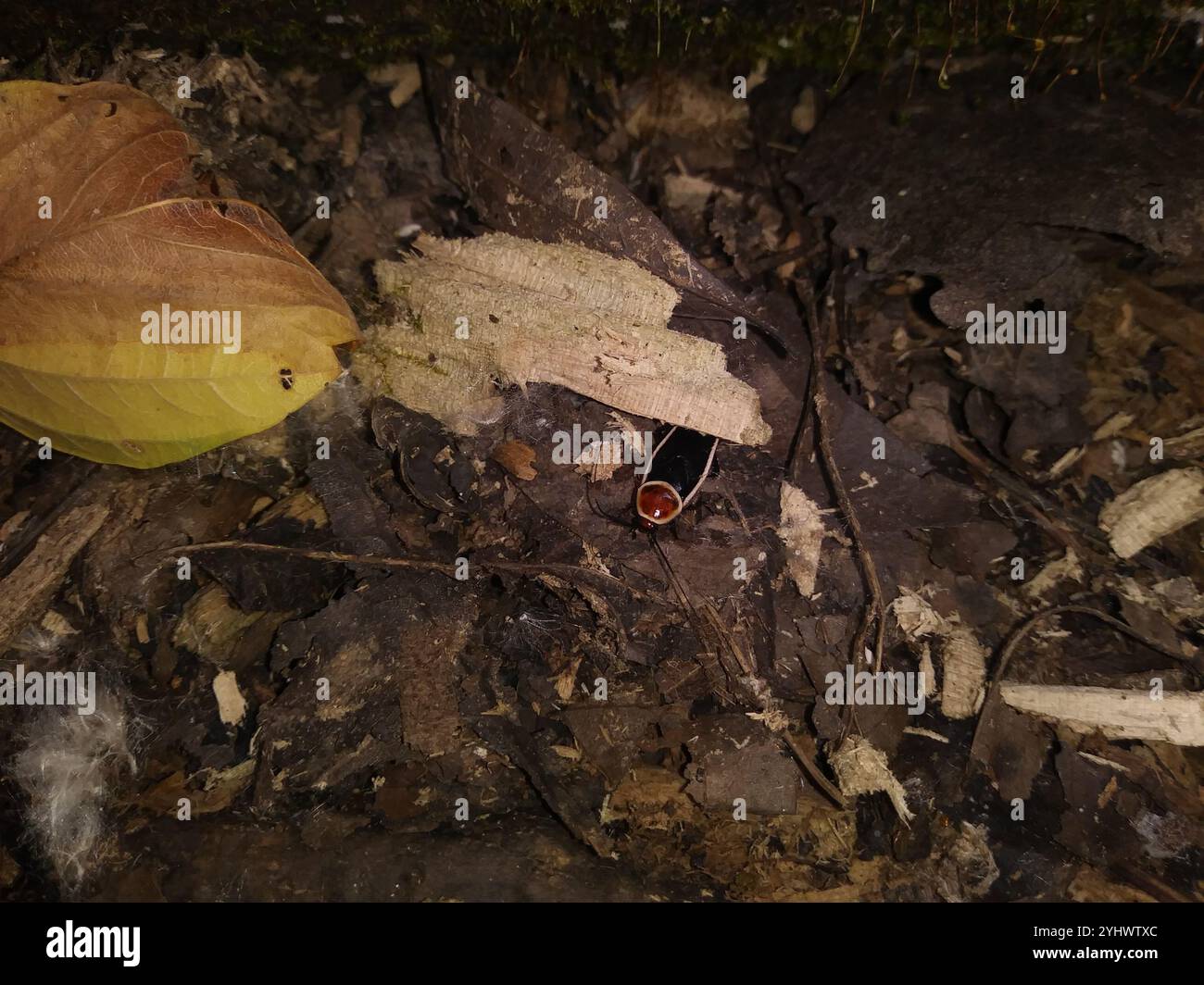 Pale-bordered Field Cockroach (Pseudomops septentrionalis Stock Photo ...