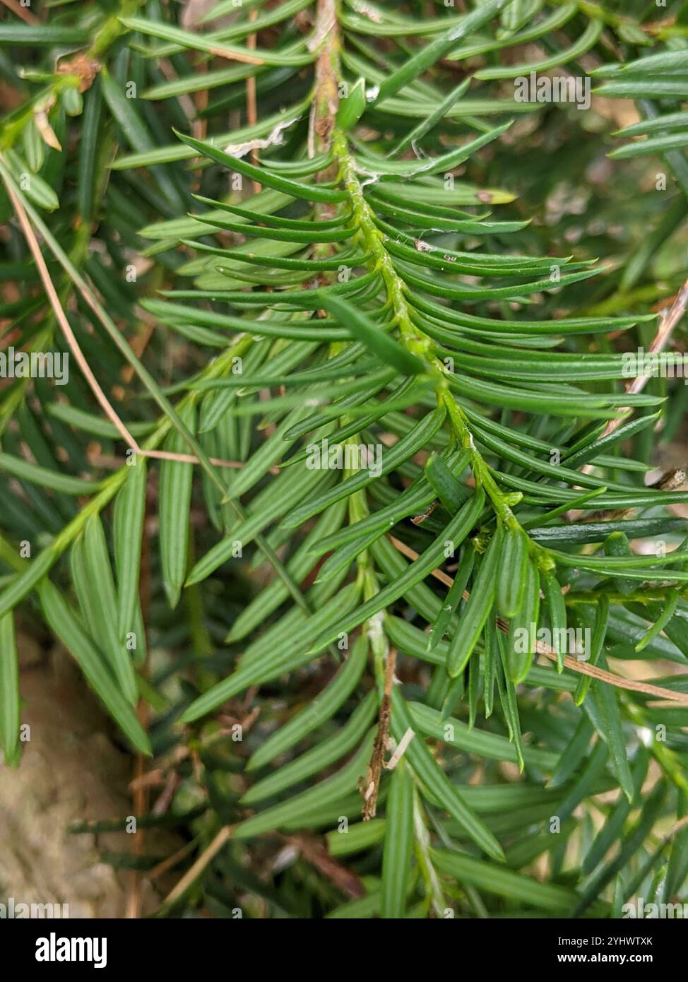 Canada yew (Taxus canadensis Stock Photo - Alamy
