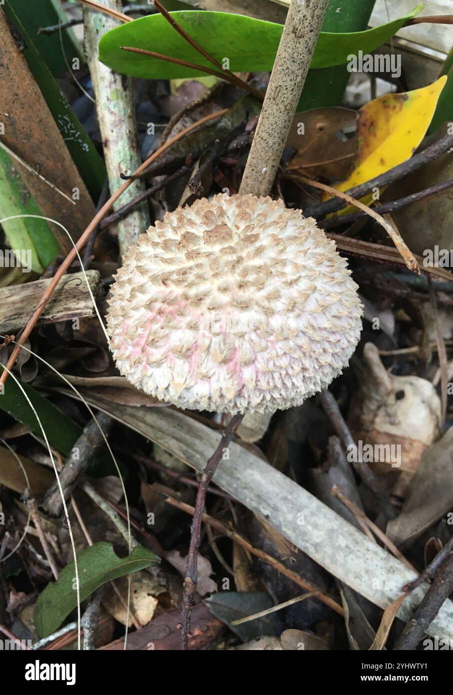Pineapple Bolete (Boletellus ananas Stock Photo - Alamy