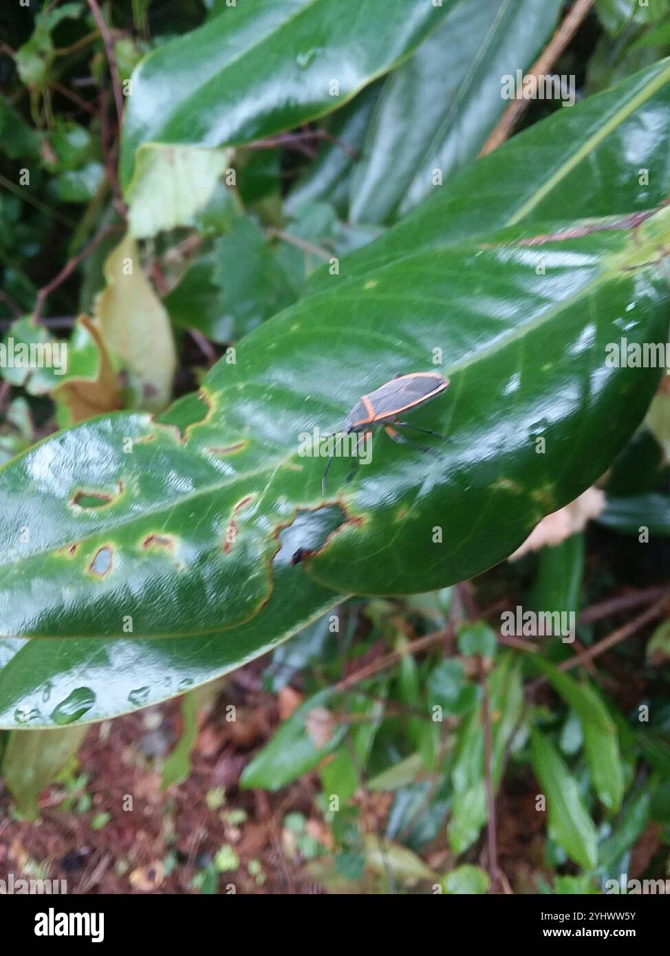Eastern Bordered Plant Bug (Largus succinctus Stock Photo - Alamy