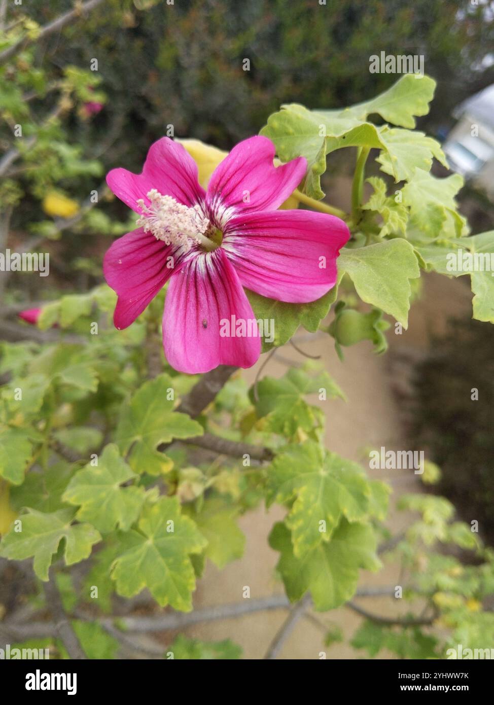 Island Mallow (Malva assurgentiflora Stock Photo - Alamy