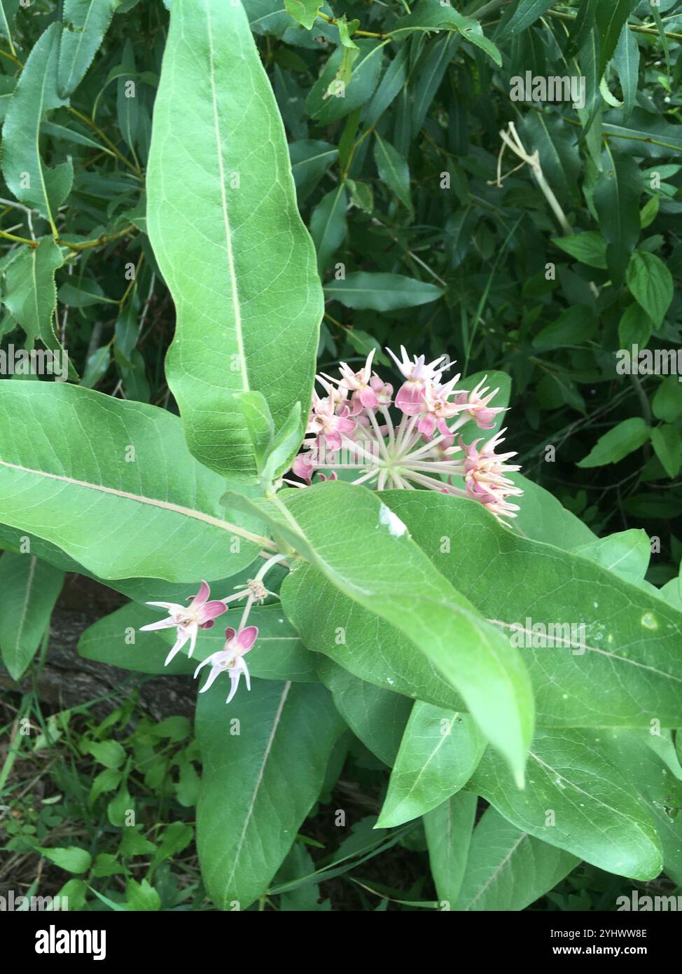 showy milkweed (Asclepias speciosa Stock Photo - Alamy