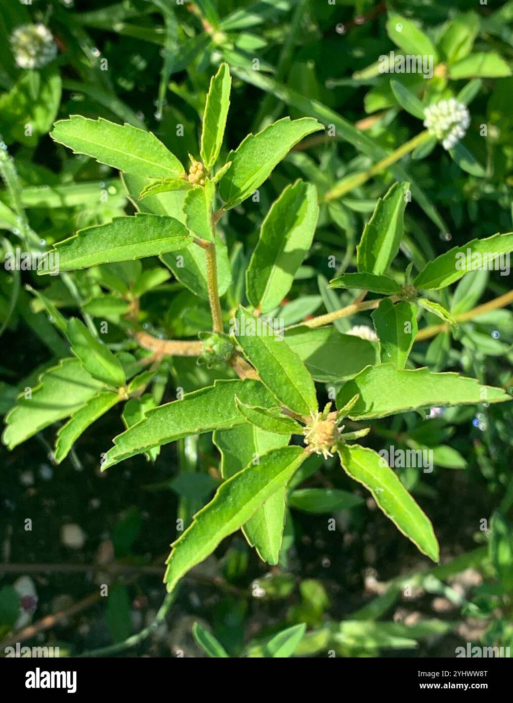 Tropic Croton (Croton glandulosus Stock Photo - Alamy