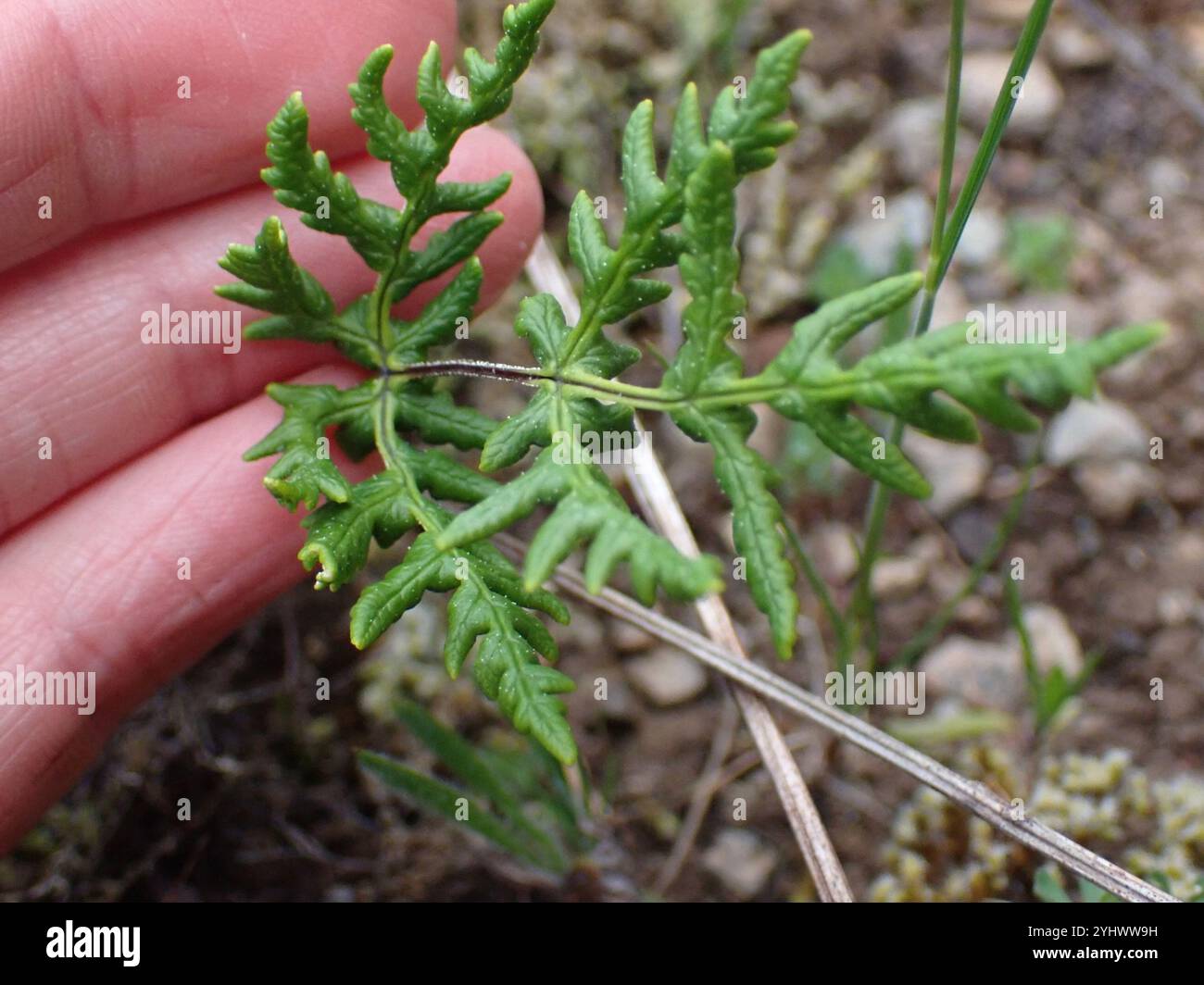 goldback fern (Pentagramma triangularis Stock Photo - Alamy