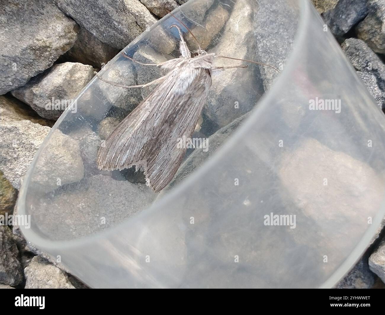 Shark Moth (Cucullia umbratica Stock Photo - Alamy
