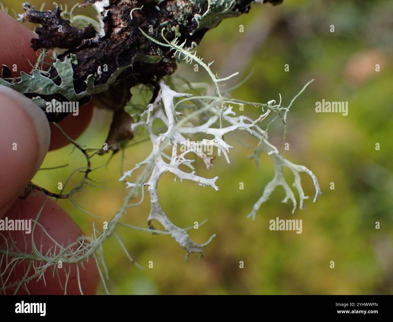 common lichens (Lecanoromycetes Stock Photo - Alamy
