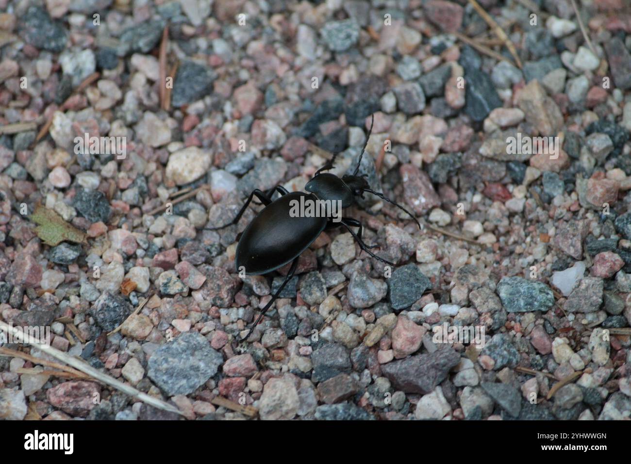 smooth ground beetle (Carabus glabratus Stock Photo - Alamy