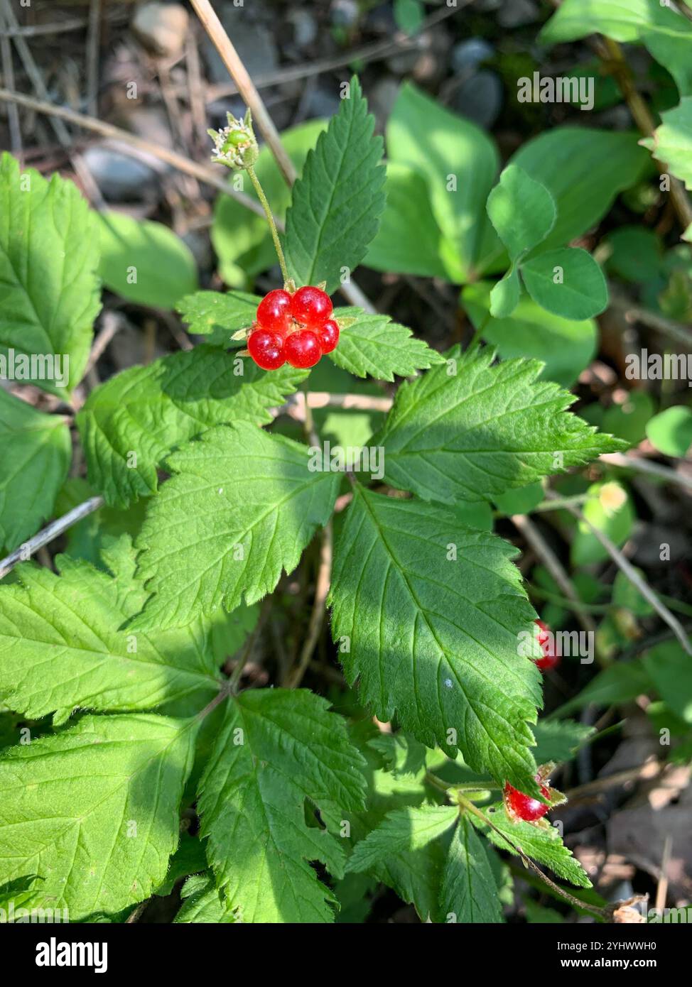 dwarf raspberry (Rubus pubescens Stock Photo - Alamy