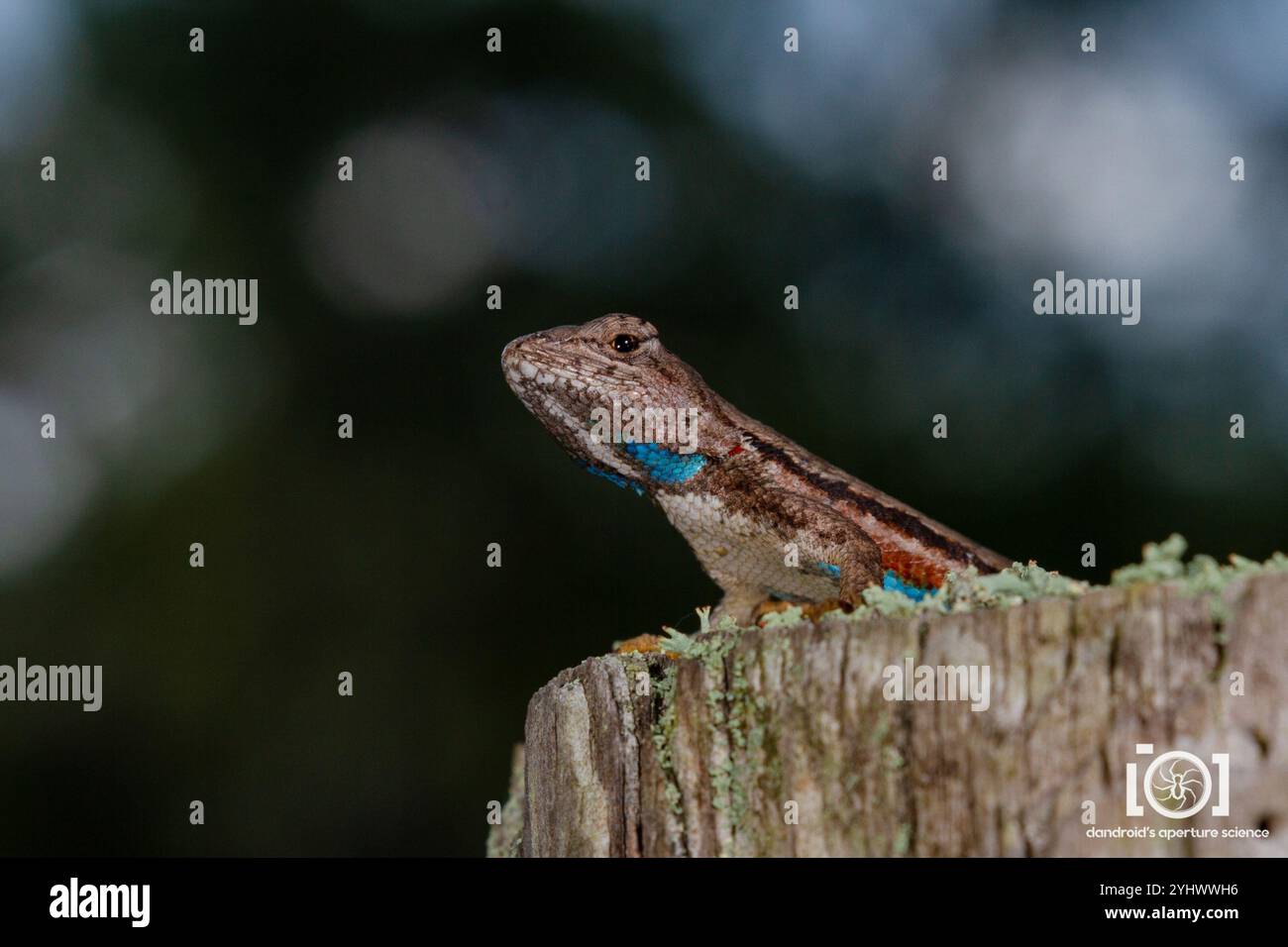 Florida Scrub Lizard (Sceloporus woodi Stock Photo - Alamy