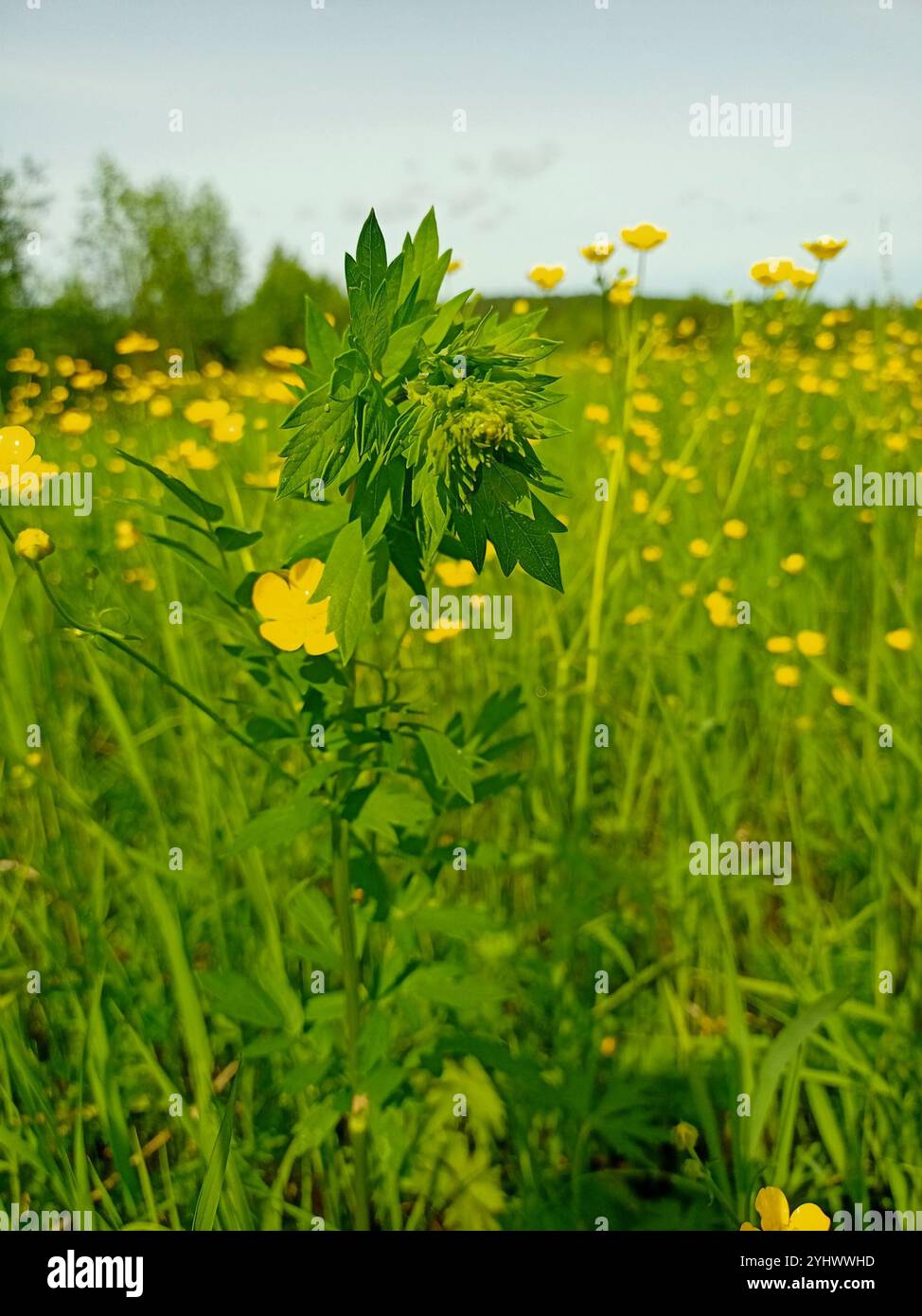 Small Meadow-rue (Thalictrum simplex Stock Photo - Alamy