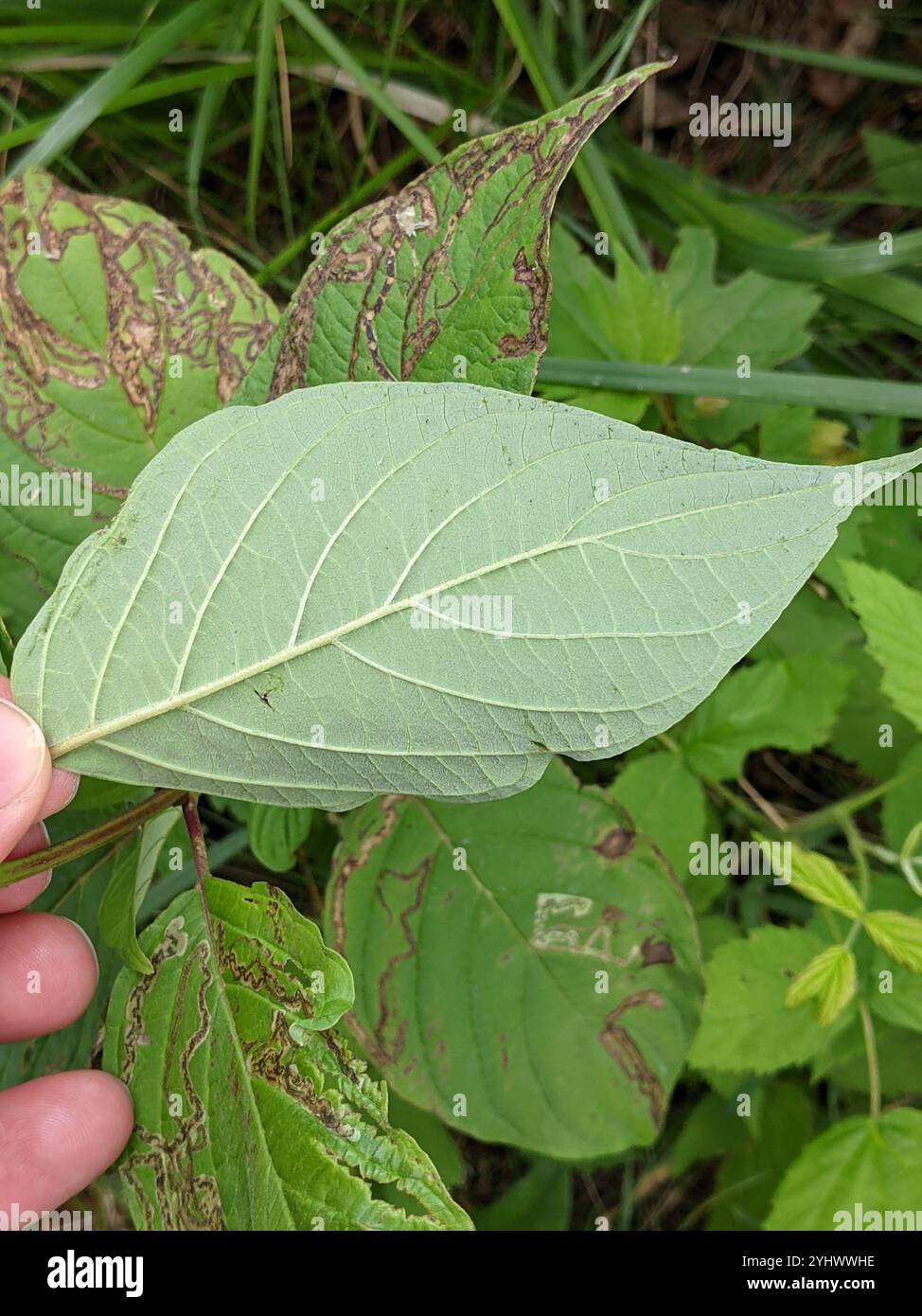Round-leaved Dogwood (Cornus rugosa Stock Photo - Alamy