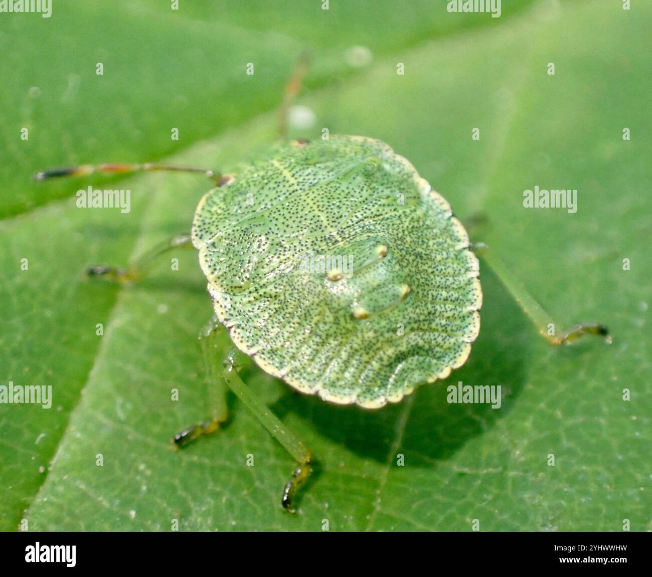 Green Shield Bug (Palomena prasina Stock Photo - Alamy