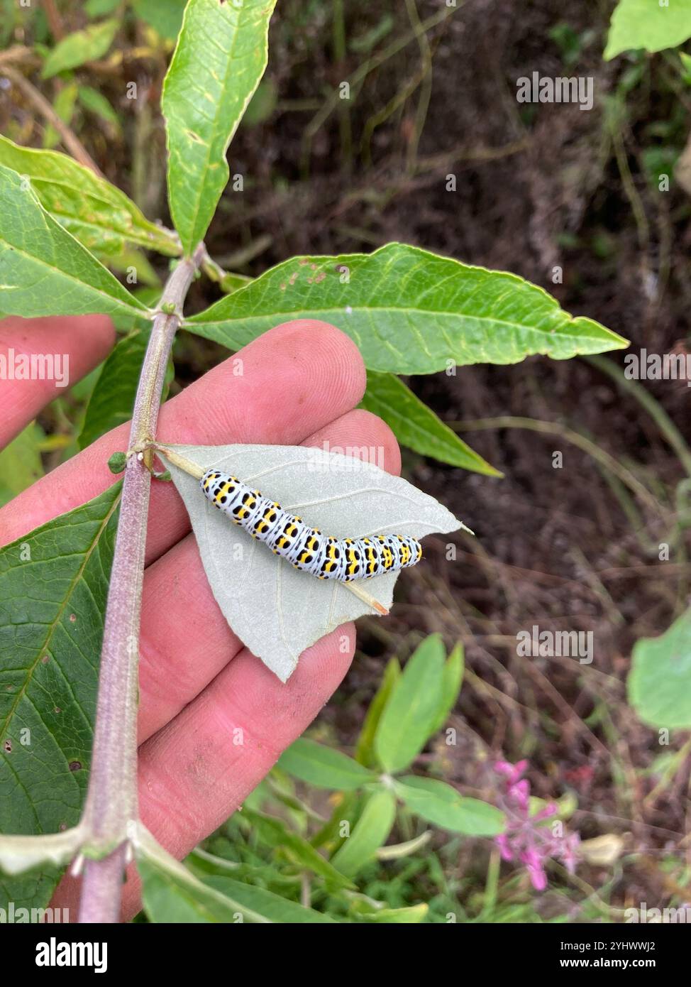 Mullein Moth (Cucullia verbasci Stock Photo - Alamy