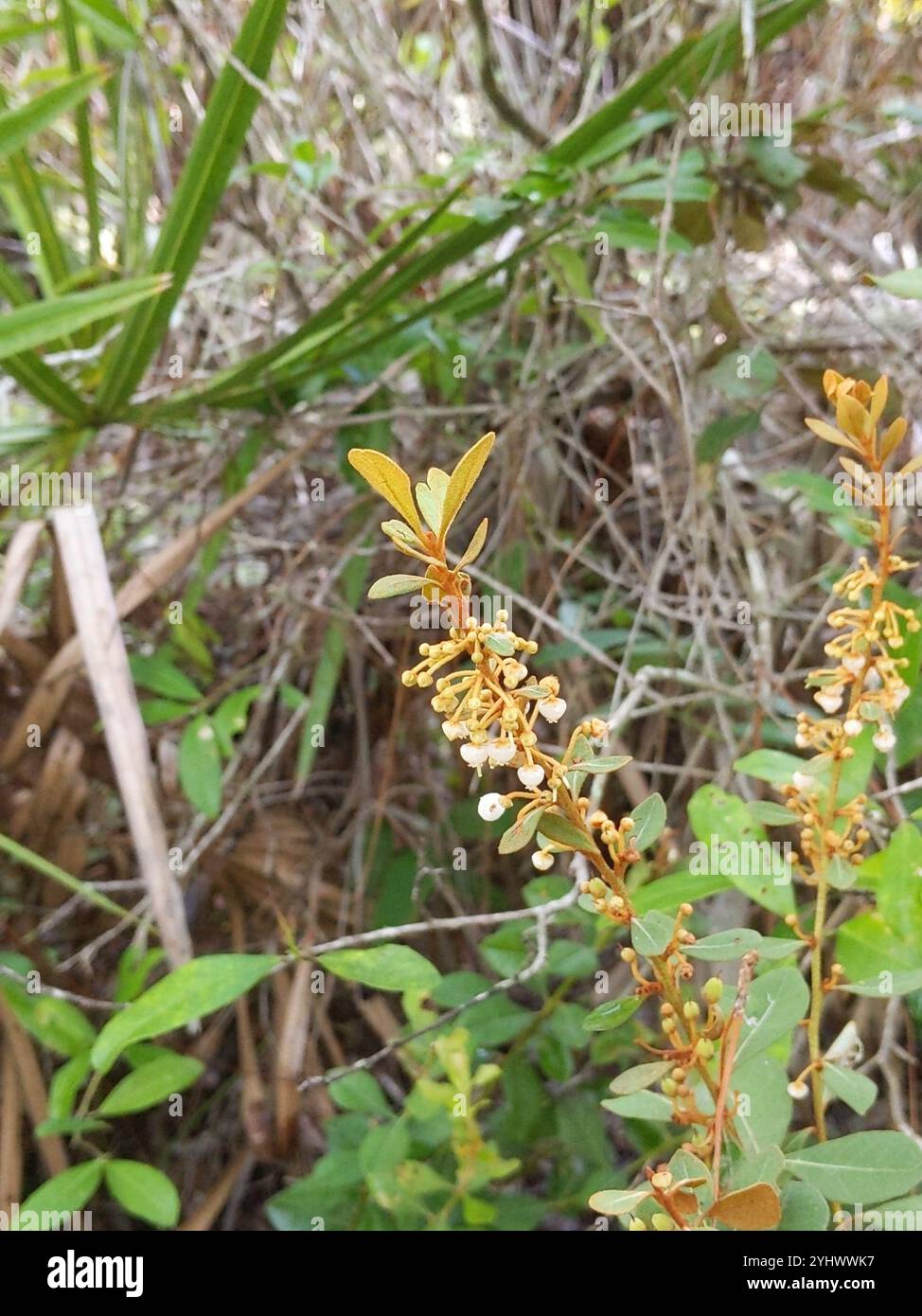 coastal plain staggerbush (Lyonia fruticosa Stock Photo - Alamy