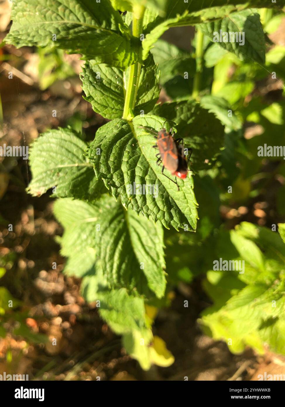 Western Boxelder Bug (Boisea rubrolineata Stock Photo - Alamy