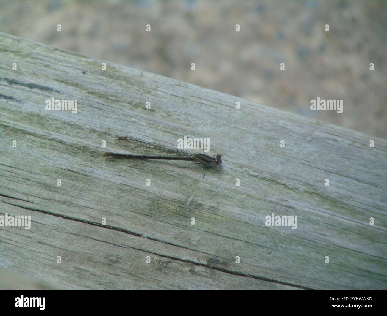 Violet Dancer (Argia fumipennis violacea Stock Photo - Alamy