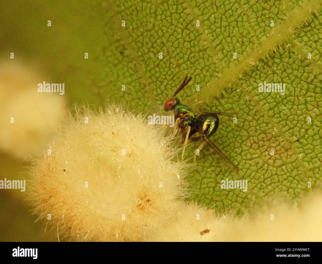 Torymidae hi-res stock photography and images - Alamy