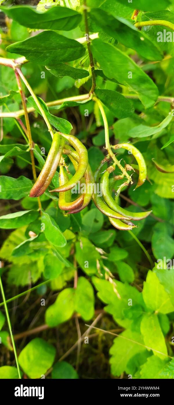 Field Cow-wheat (Melampyrum arvense Stock Photo - Alamy