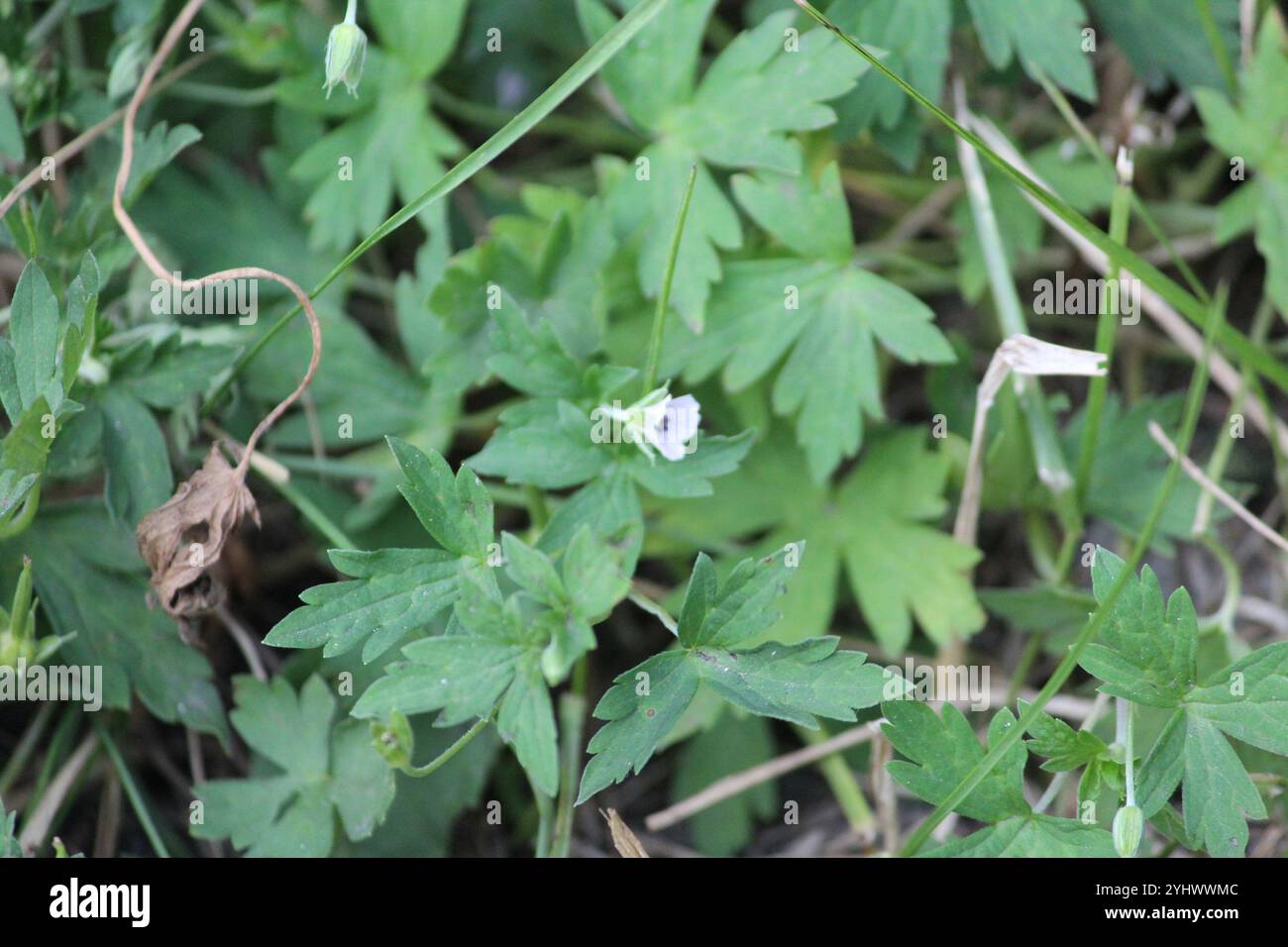 Siberian Crane's-bill (Geranium sibiricum Stock Photo - Alamy
