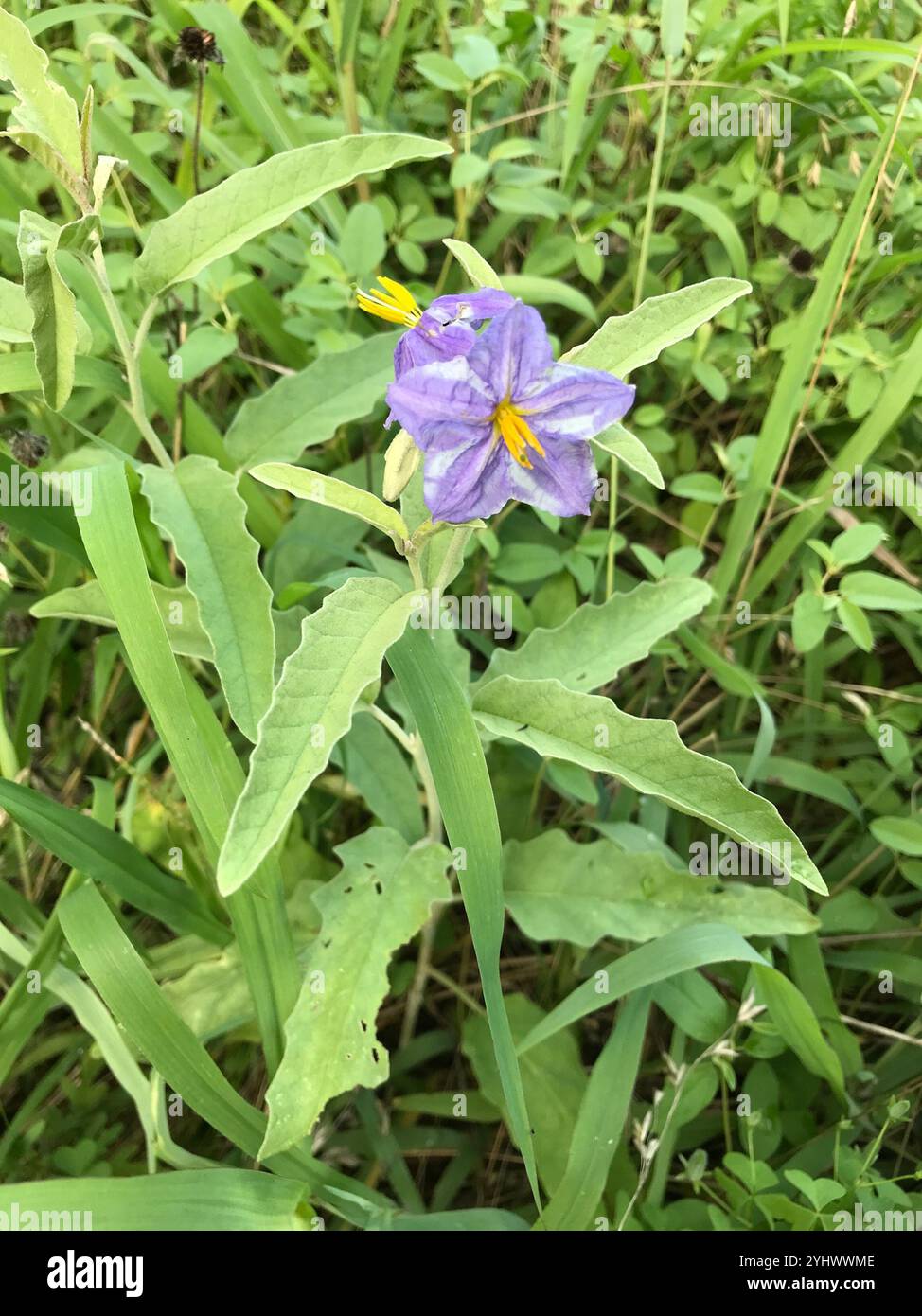 silverleaf nightshade (Solanum elaeagnifolium Stock Photo - Alamy