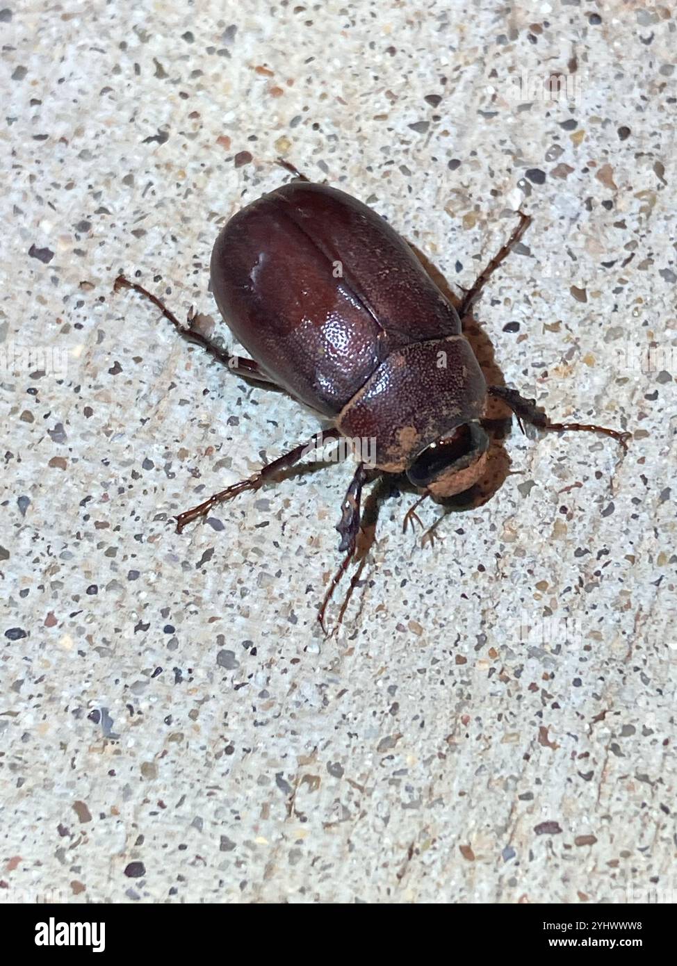 June Beetles (Melolonthinae Stock Photo - Alamy