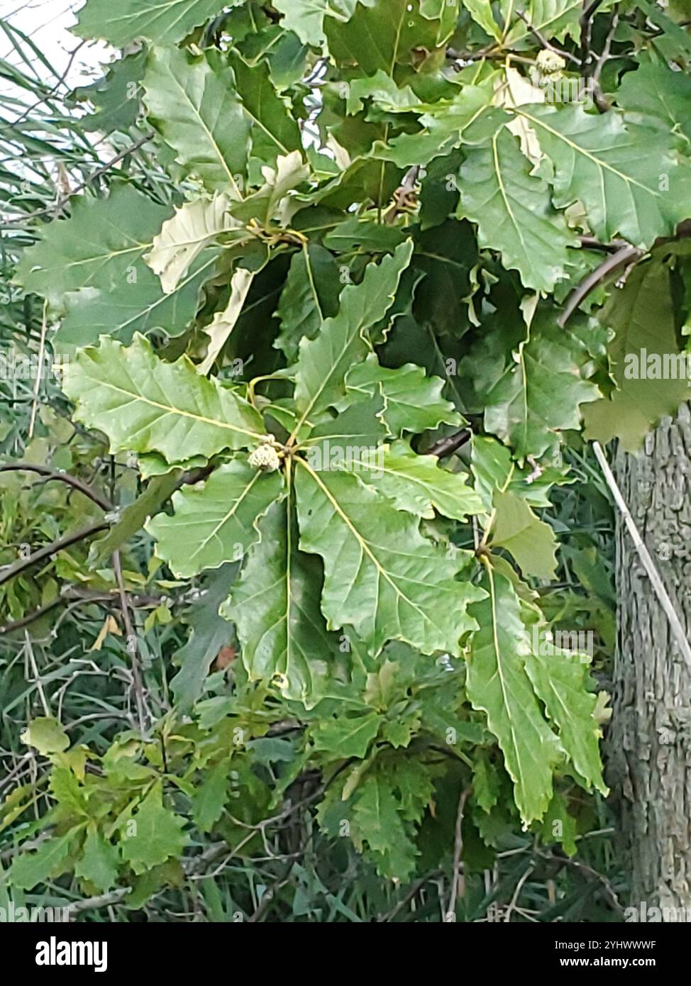 swamp white oak (Quercus bicolor Stock Photo - Alamy