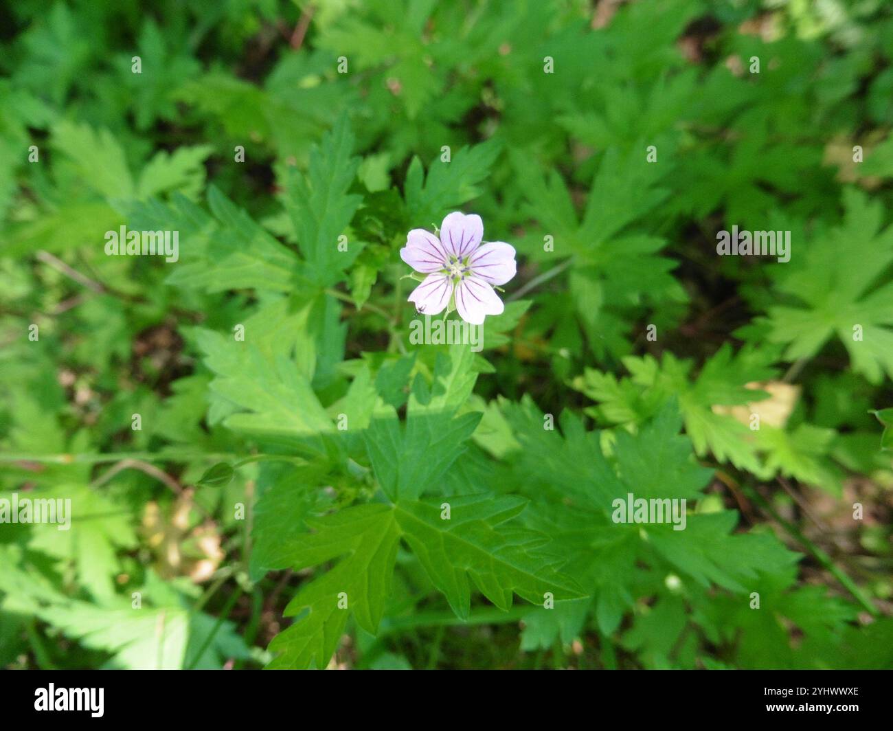 Siberian Crane's-bill (Geranium sibiricum Stock Photo - Alamy