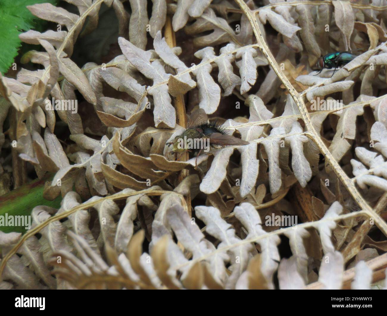 Archytas hi-res stock photography and images - Alamy