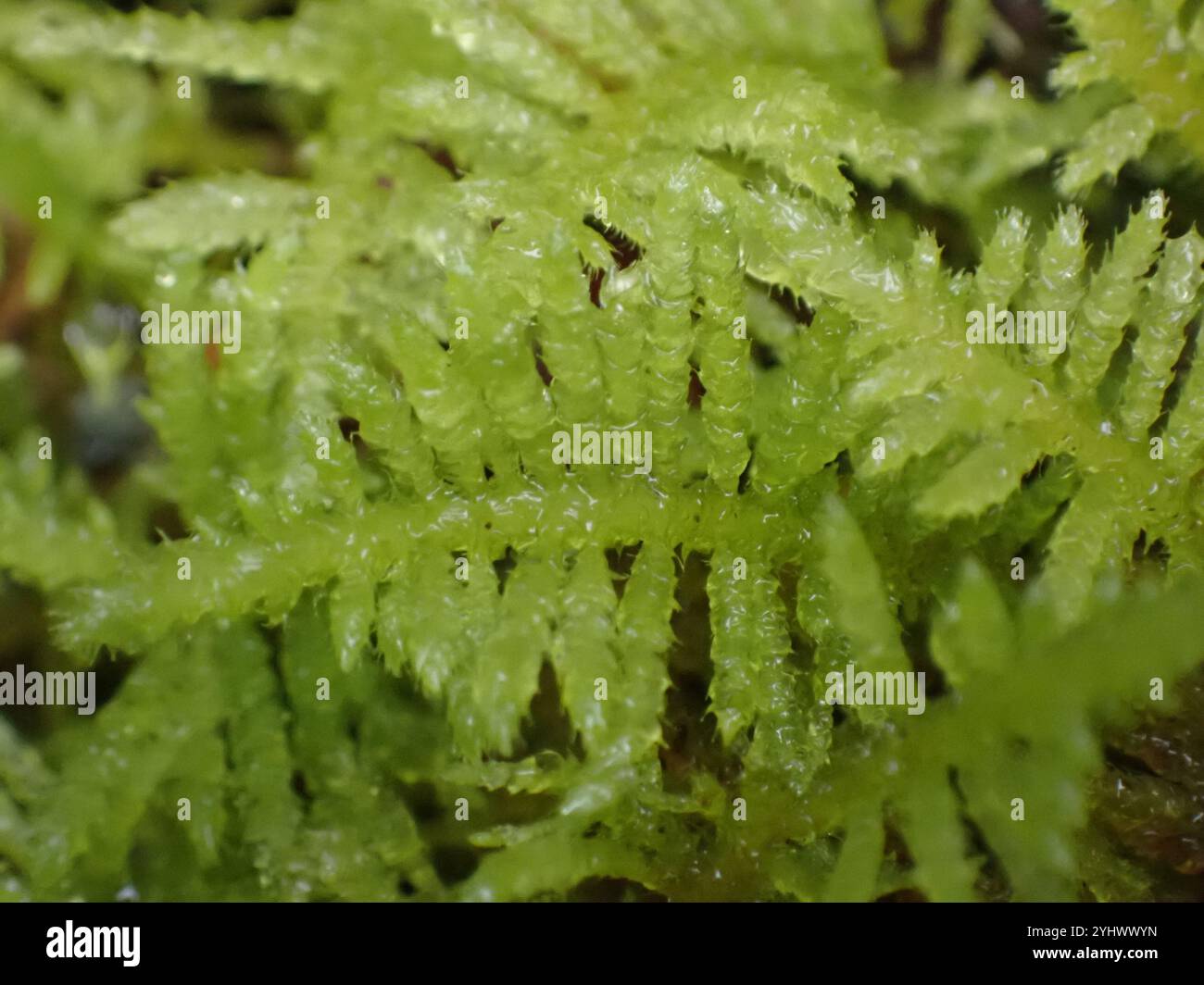 Oregon Beaked Moss (Kindbergia oregana Stock Photo - Alamy
