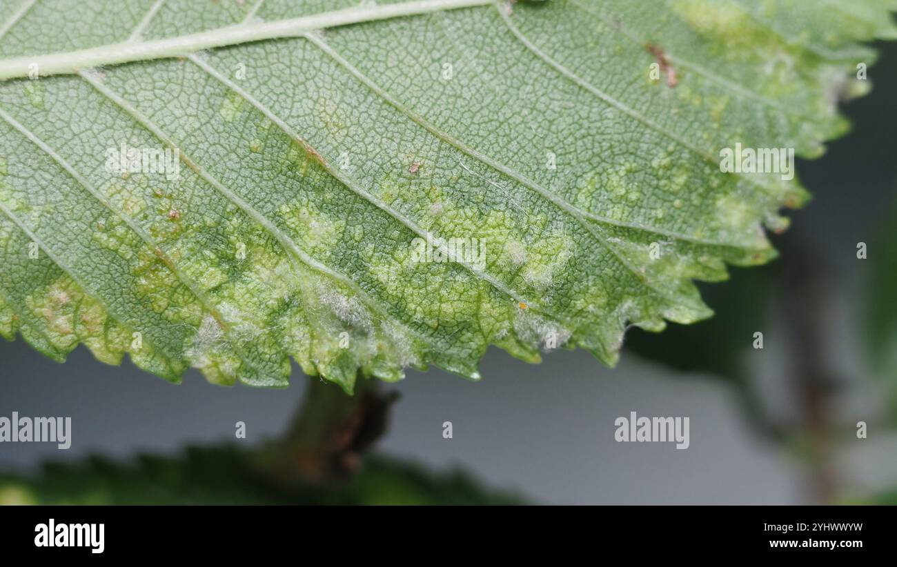 Rice Root Aphid (Tetraneura akinire Stock Photo - Alamy