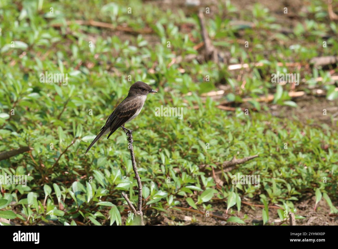 Eastern Phoebe (Sayornis phoebe Stock Photo - Alamy