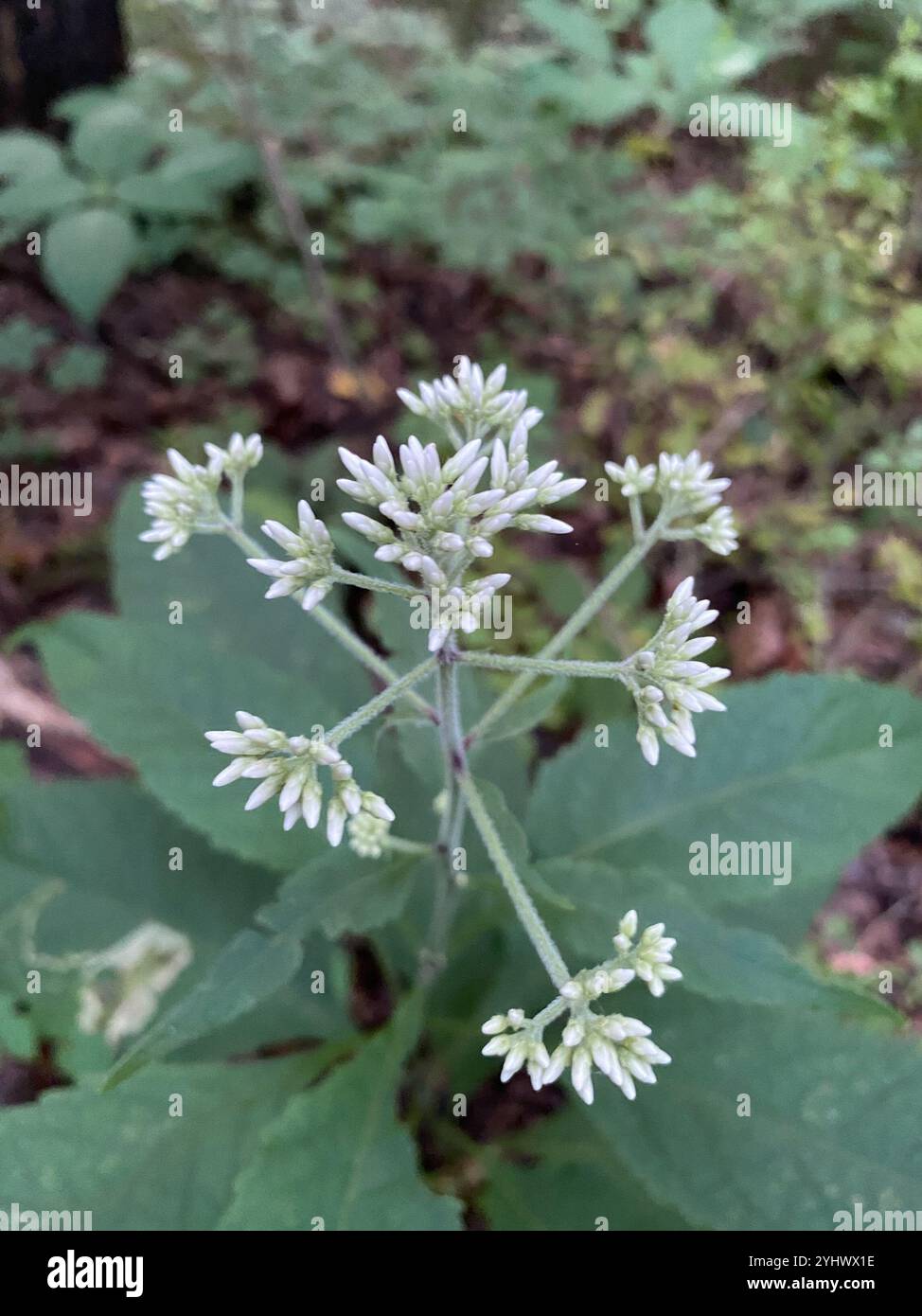 Joe-Pye weeds (Eutrochium Stock Photo - Alamy
