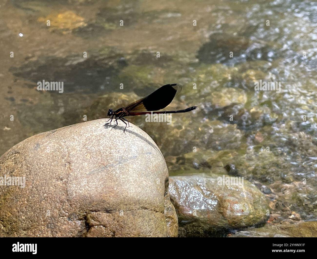Formosan Damselfly (Euphaea formosa Stock Photo - Alamy