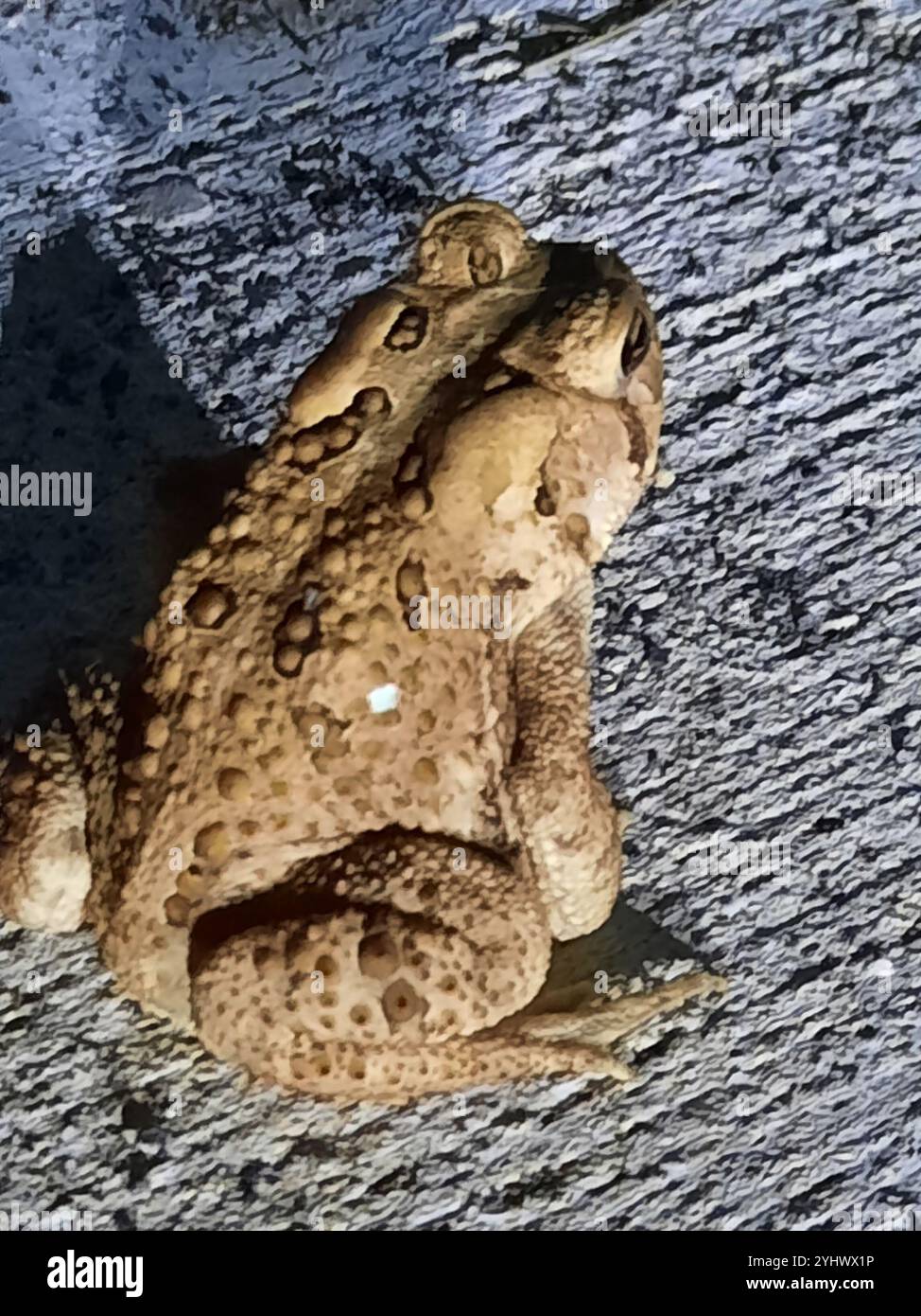 American Toad (Anaxyrus americanus Stock Photo - Alamy