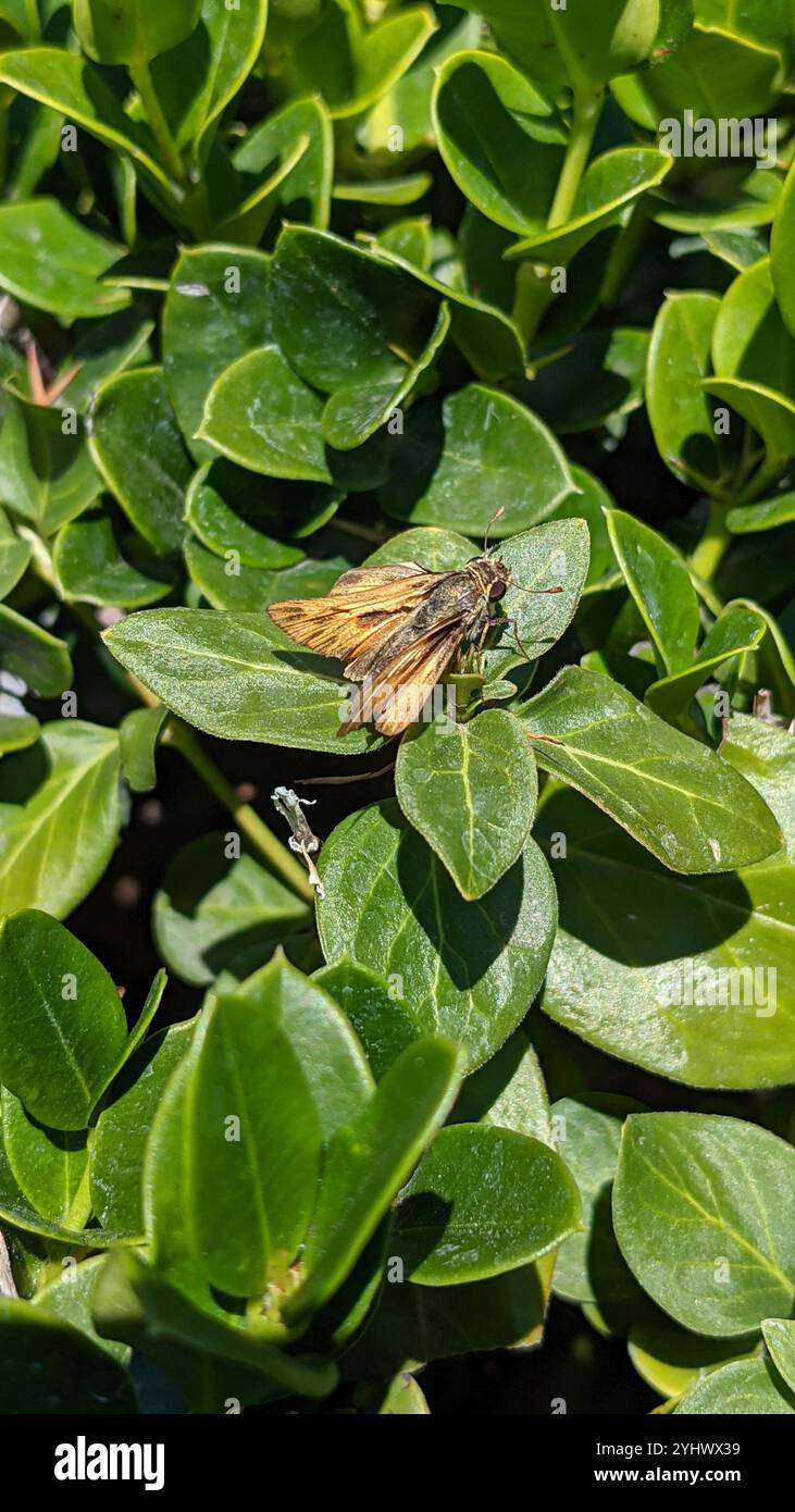 Fiery Skipper (Hylephila phyleus Stock Photo - Alamy