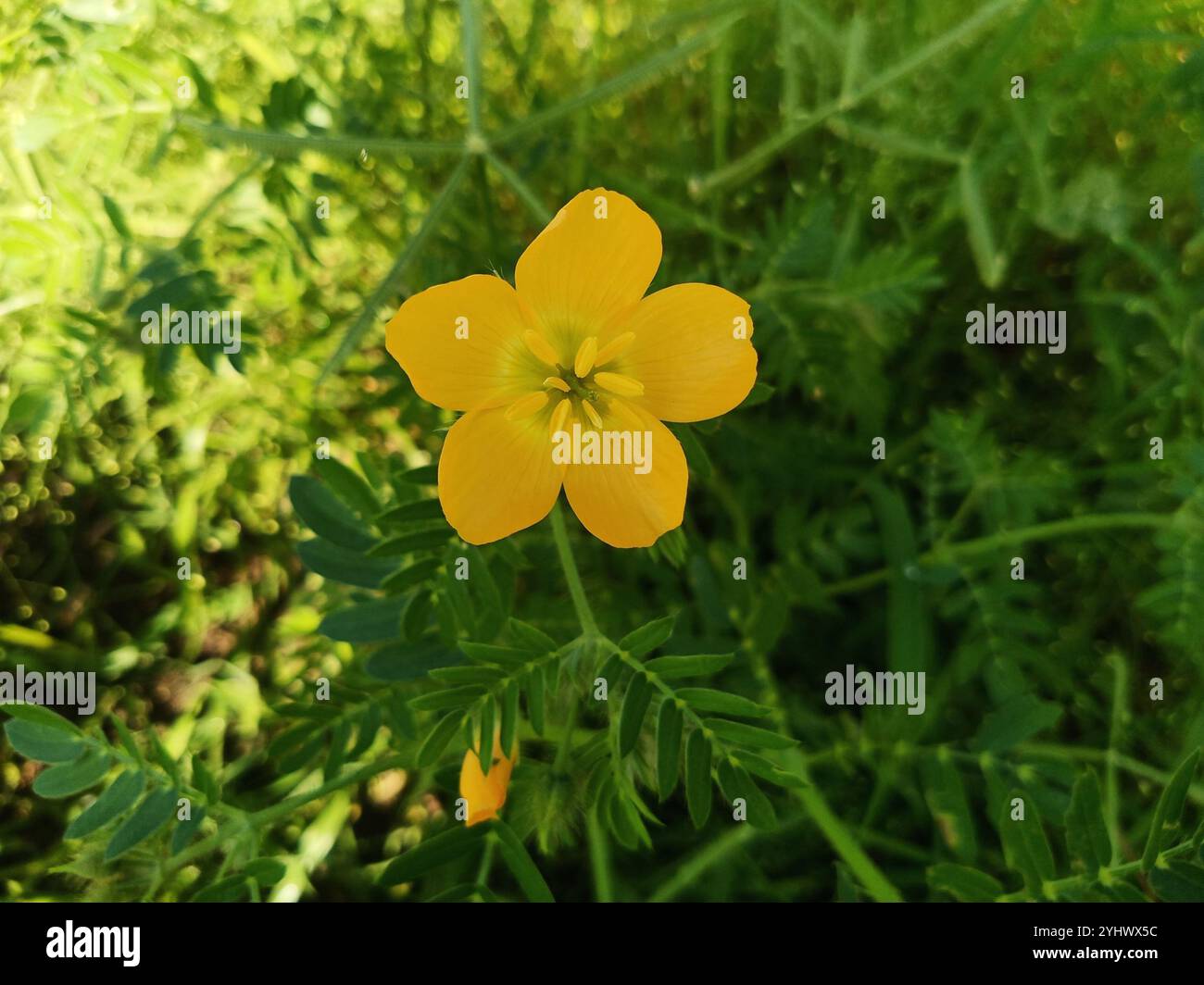Arizona poppy (Kallstroemia grandiflora Stock Photo - Alamy