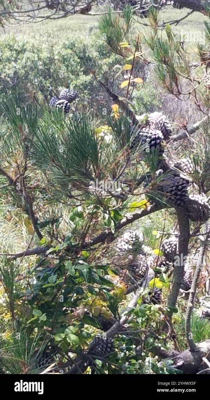 knobcone pine (Pinus attenuata Stock Photo - Alamy