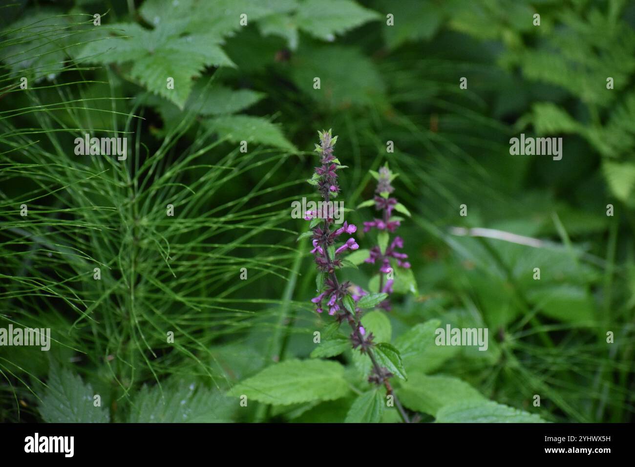 Coastal Hedge-nettle (Stachys chamissonis Stock Photo - Alamy
