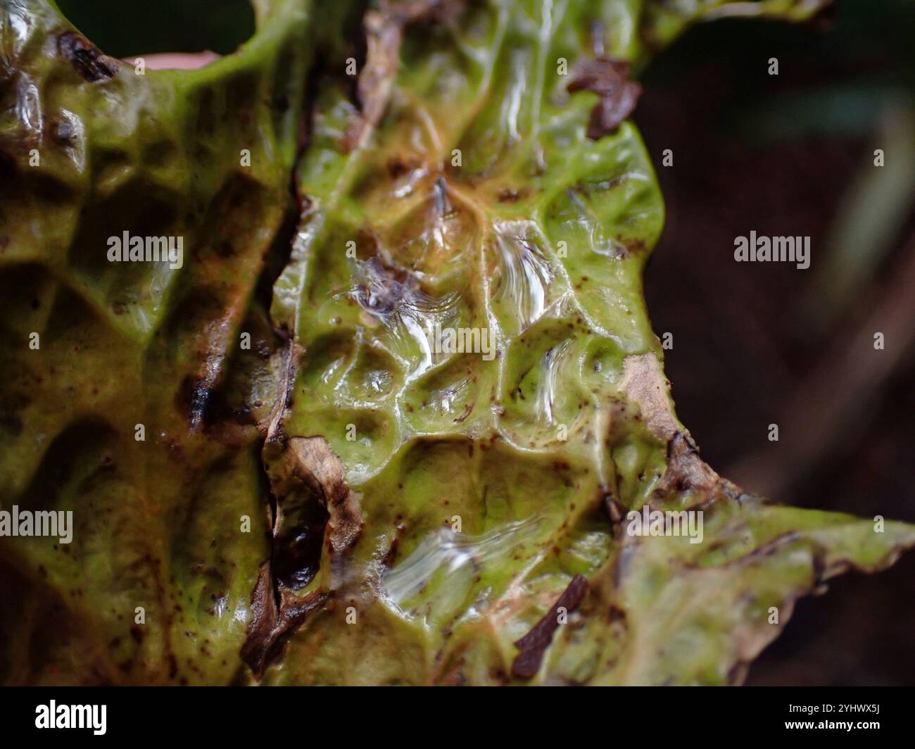 Tree Lungwort (Lobaria pulmonaria Stock Photo - Alamy