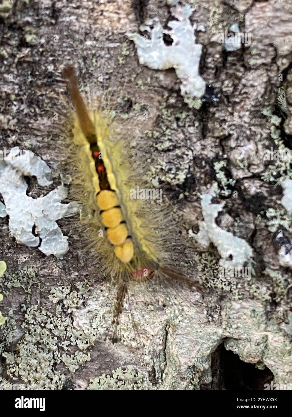 White-marked Tussock Moth (Orgyia leucostigma Stock Photo - Alamy