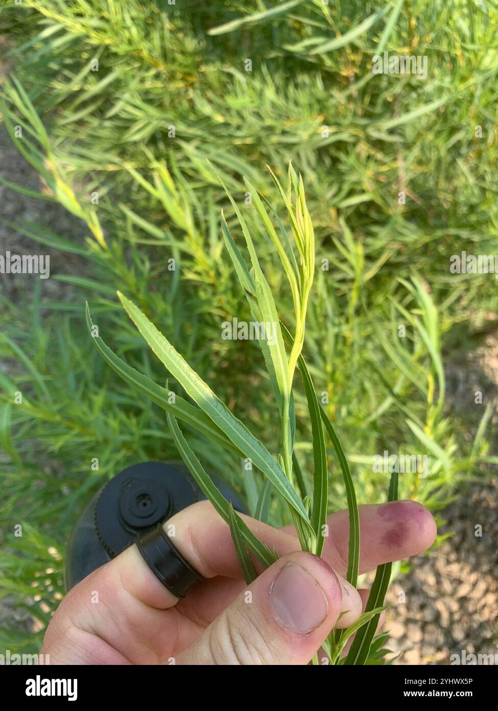 interior sandbar willow (Salix interior Stock Photo - Alamy