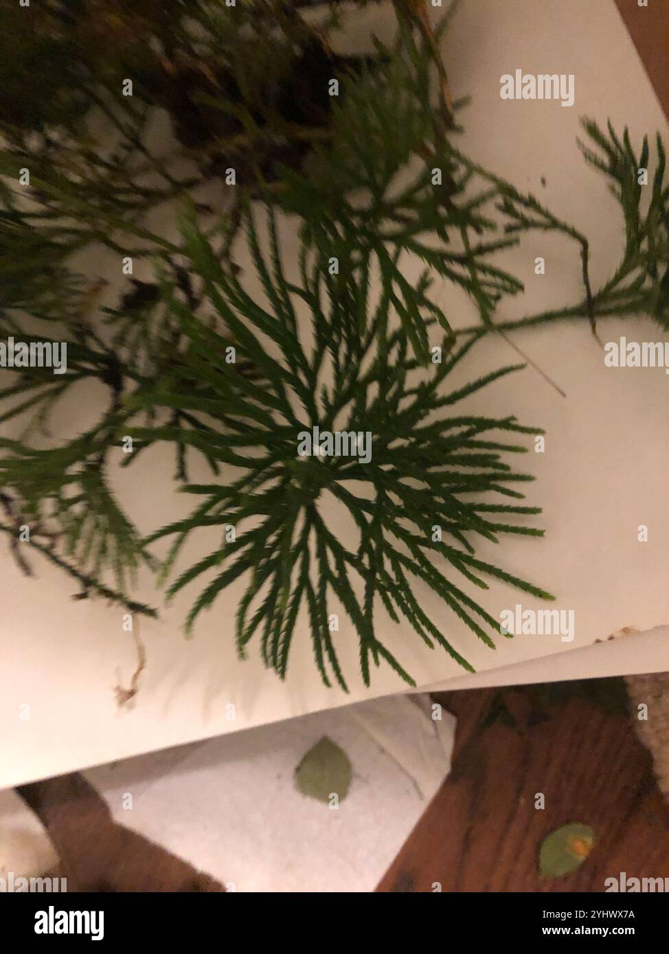 fan clubmoss (Diphasiastrum digitatum Stock Photo - Alamy