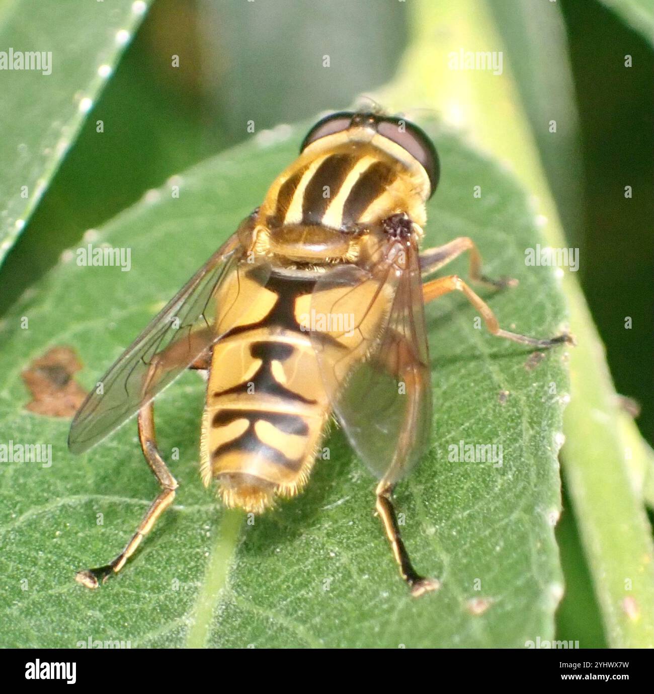 Sun Fly (Helophilus pendulus Stock Photo - Alamy