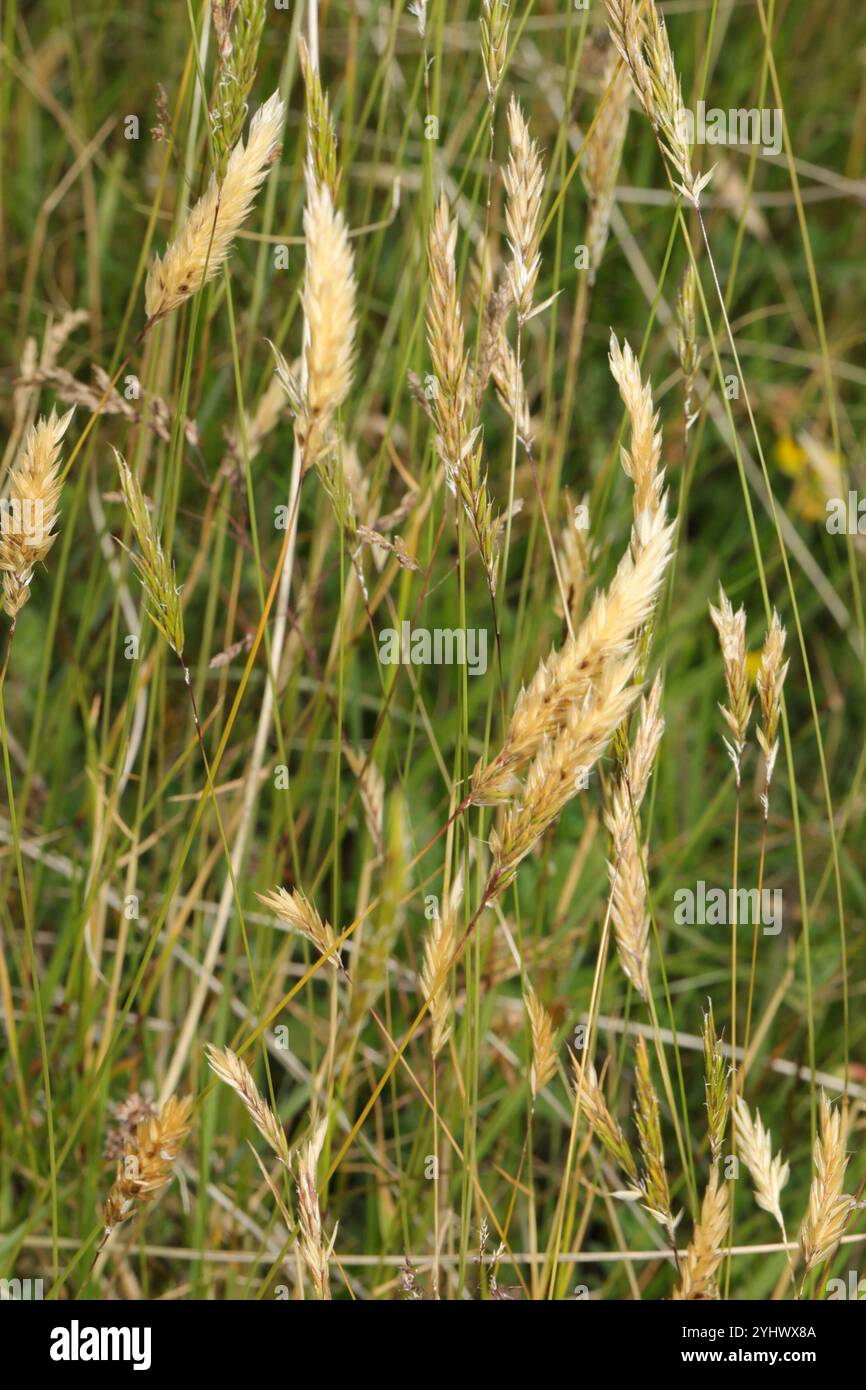 sweet vernal grass (Anthoxanthum odoratum Stock Photo - Alamy