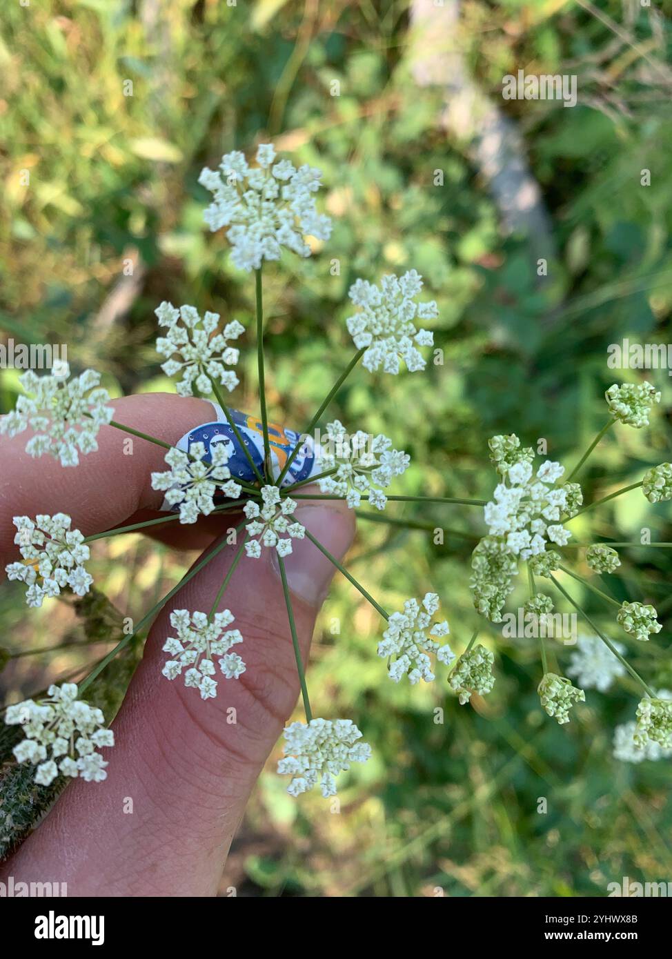 Gairdner's Yampah (Perideridia gairdneri Stock Photo - Alamy