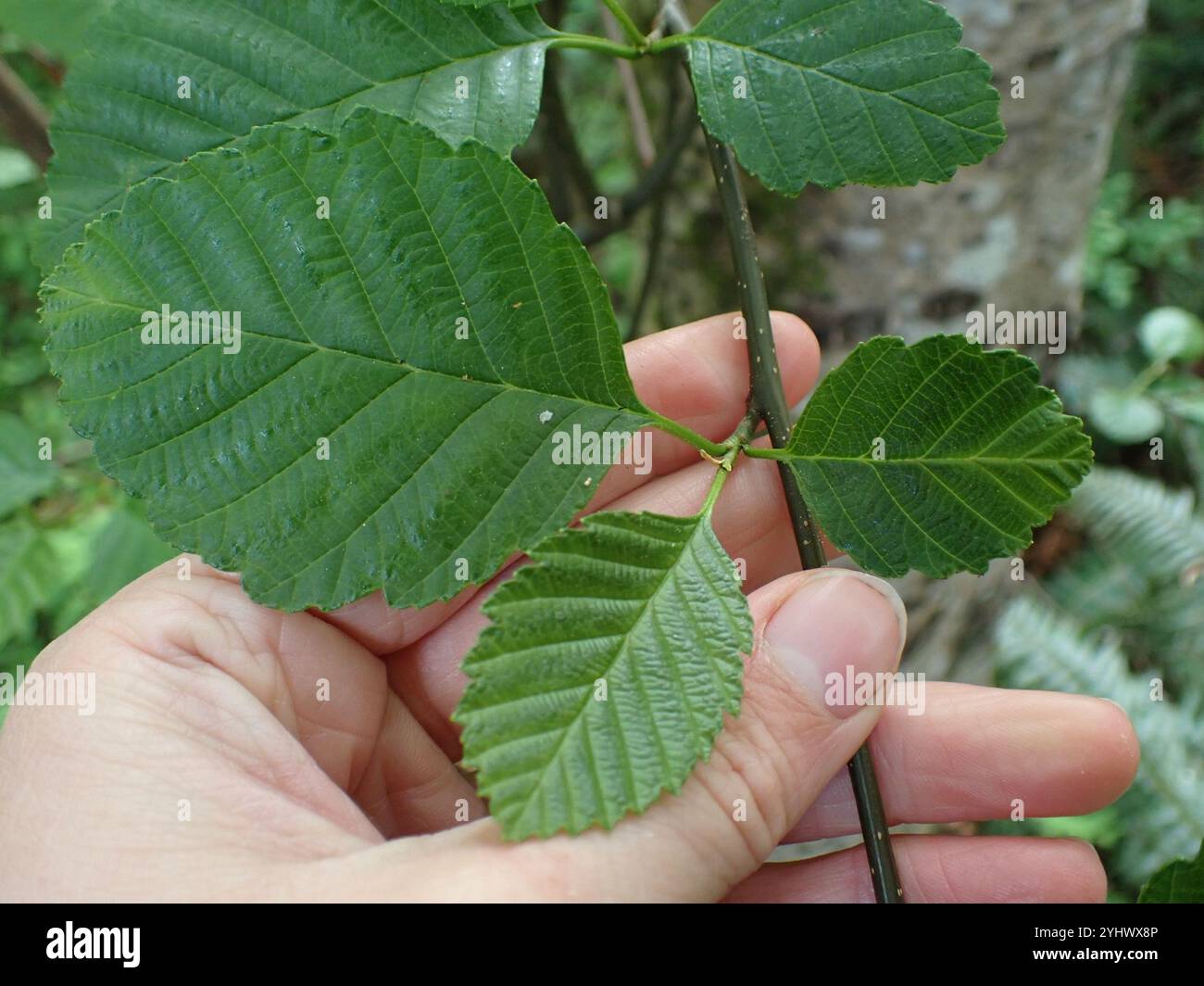 Red Alder (Alnus rubra Stock Photo - Alamy