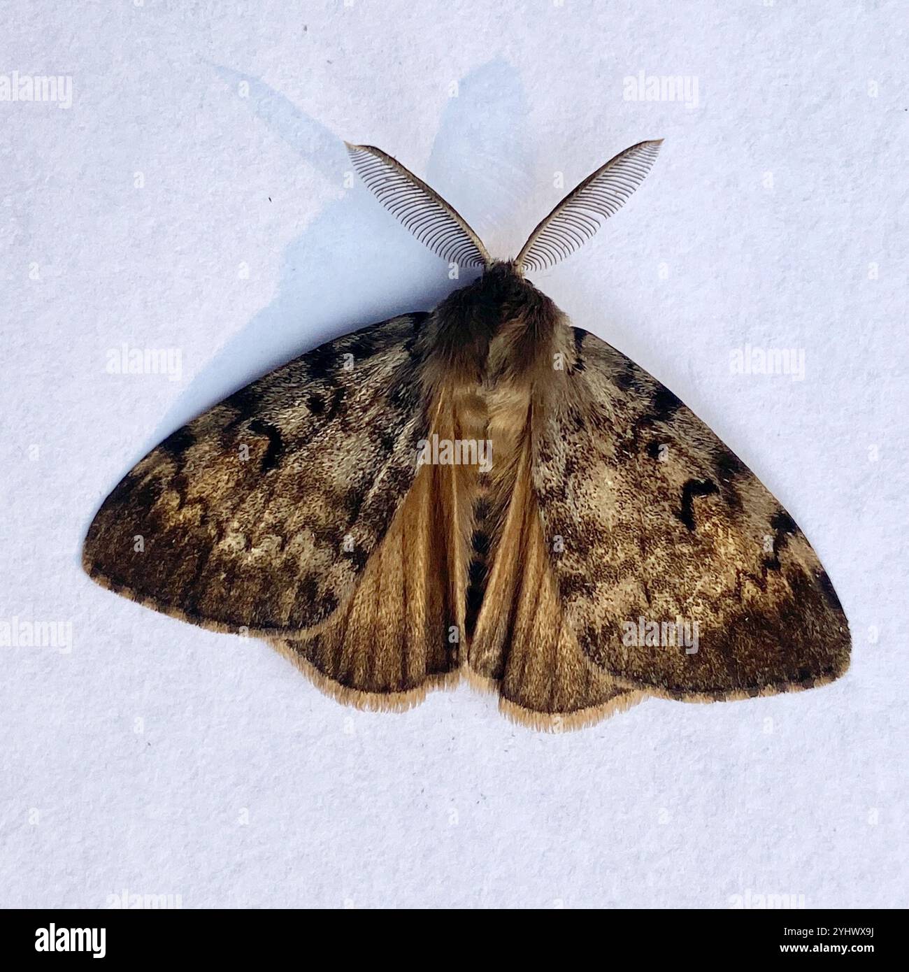 Spongy Moth (Lymantria dispar Stock Photo - Alamy