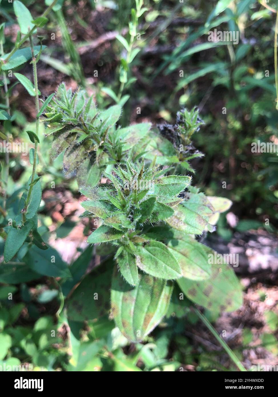 Marbleseed hi-res stock photography and images - Alamy